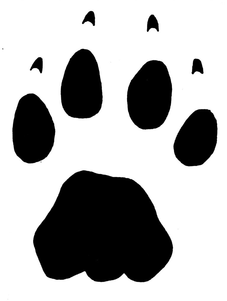 Cheetah - HUNTiNAMIBIA