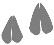 Oryx-Antilope - HUNTiNAMIBIA