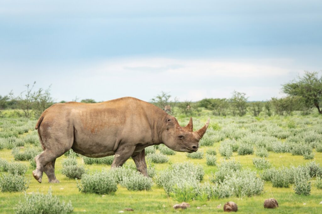 Custodians in Rhino Conservation - HUNTiNAMIBIA
