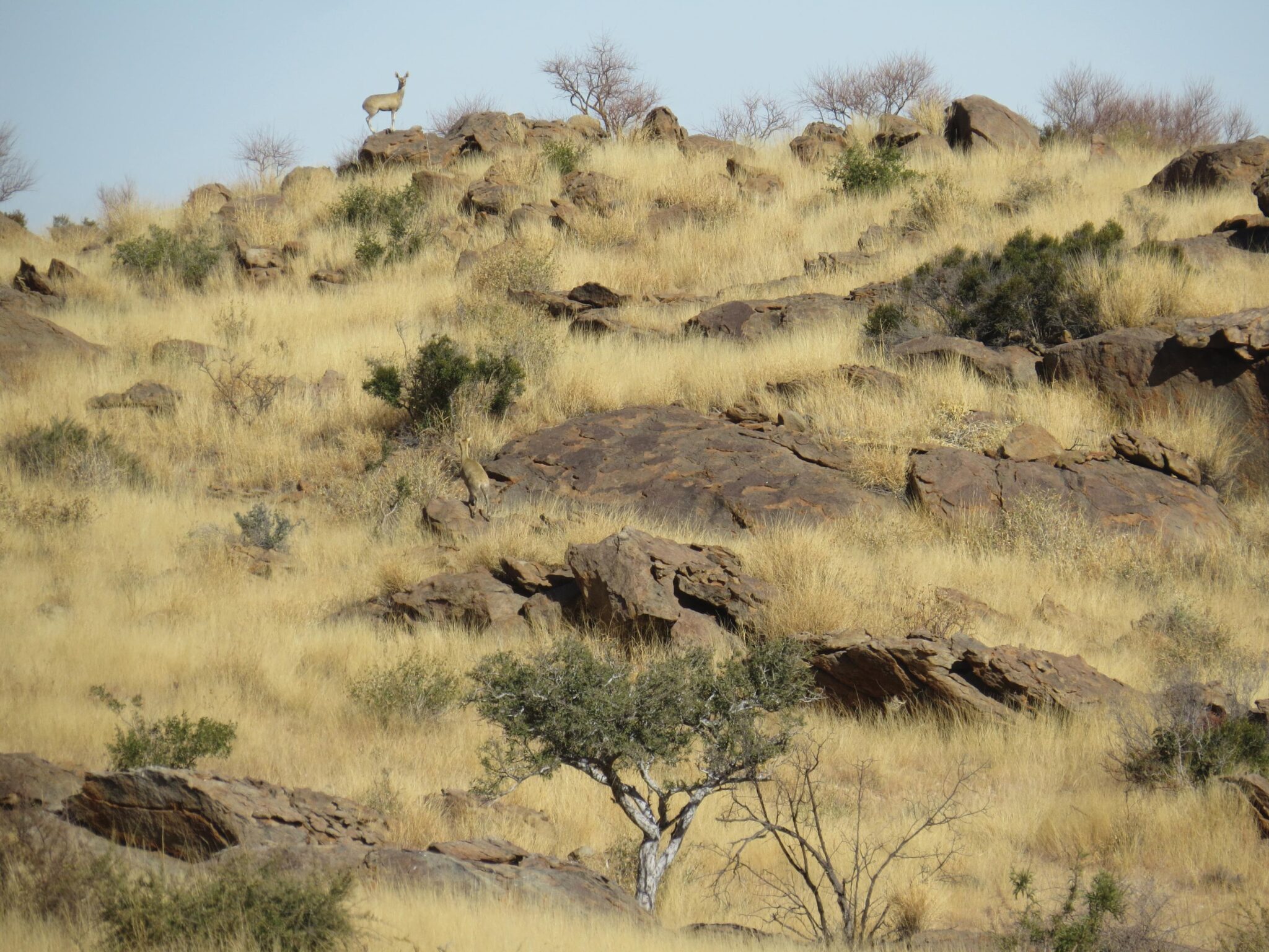 Teamwork provides the meat - HUNTiNAMIBIA